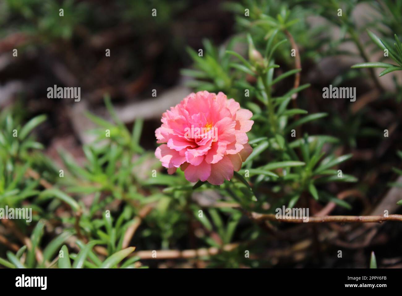Beautiful flower hi-res stock photography and images - Alamy