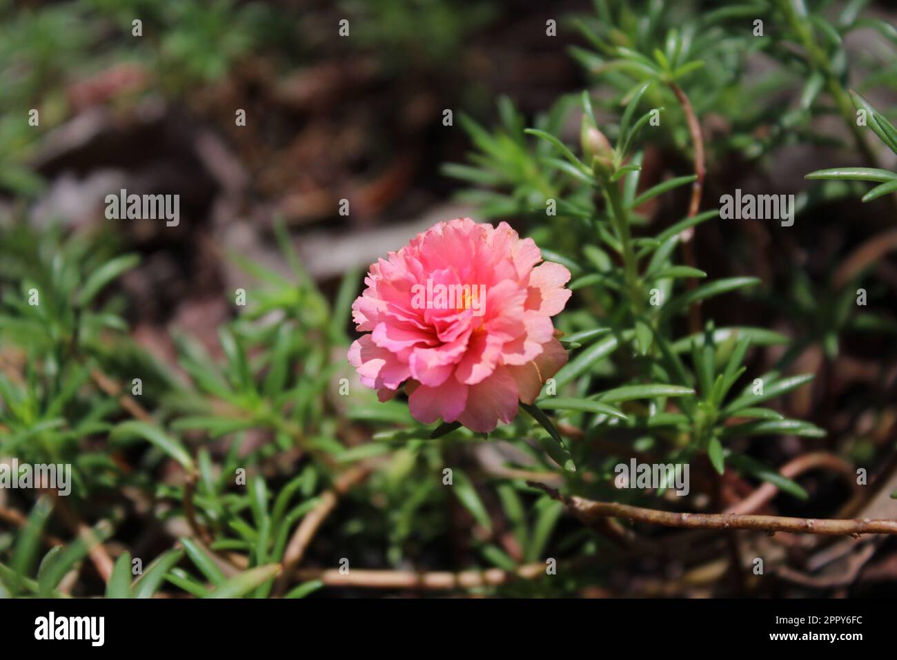 Red Color Beautiful Flower Stock Photo - Alamy