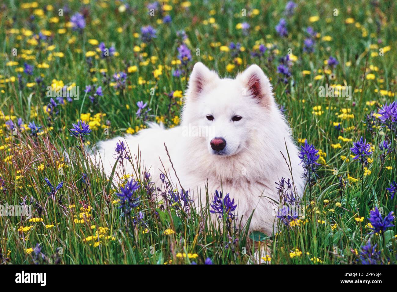 Samoyed laying in purple flowers Stock Photo - Alamy