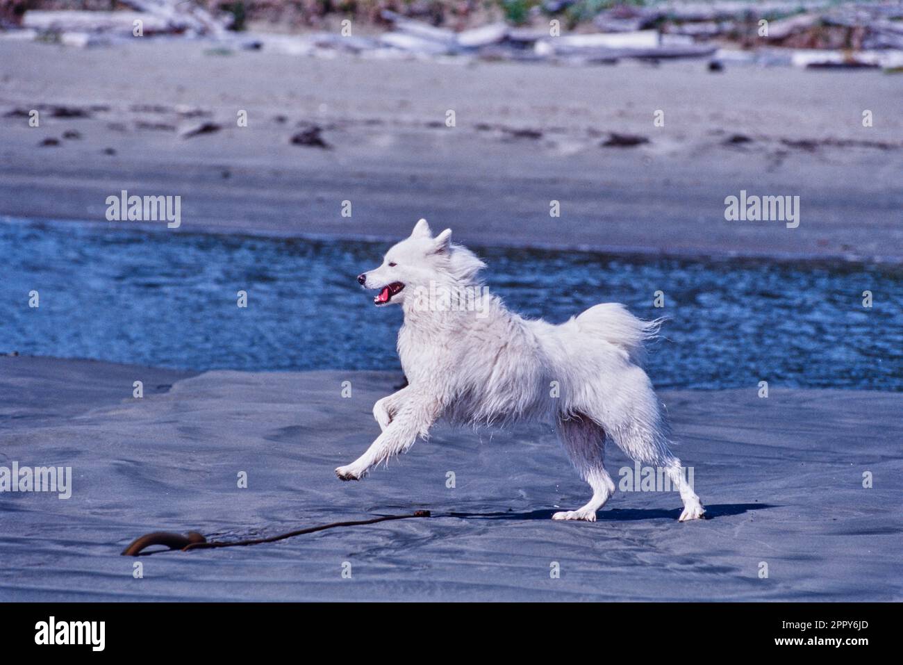 Samoyed running on a beach Stock Photo - Alamy