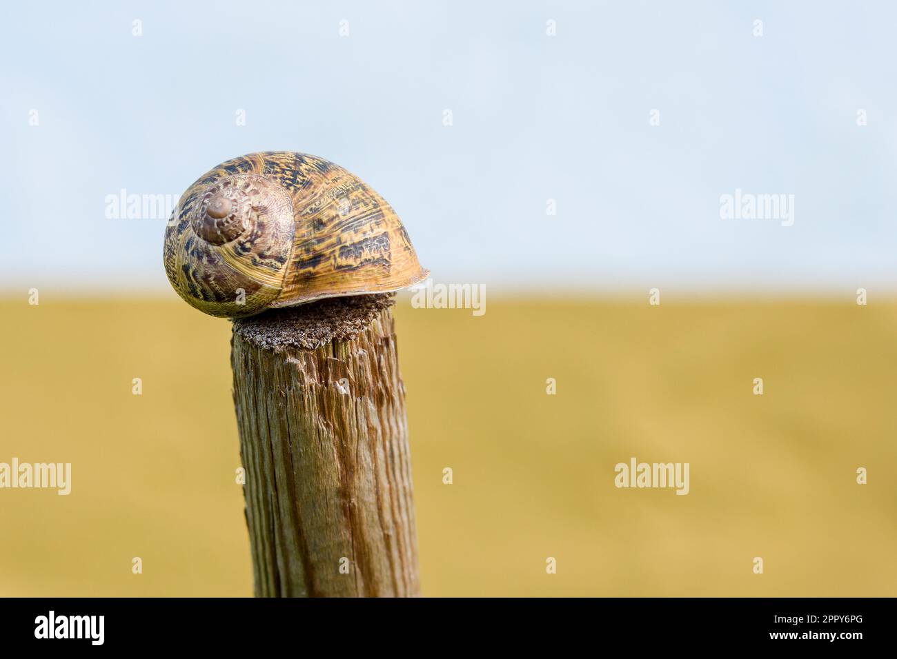 beautiful shell snail resting on a wood pole with minimalist white and ...