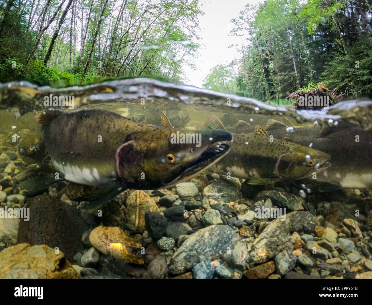 Underwater (over/under) shot of Salmon spawning (chum salmon) in river ...