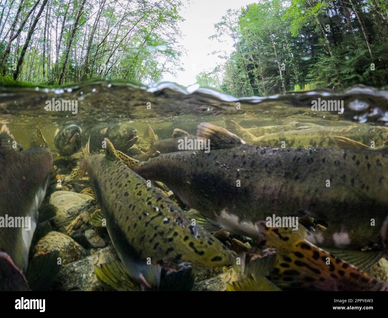 Underwater (over/under) shot of Salmon spawning (chum salmon) in river ...