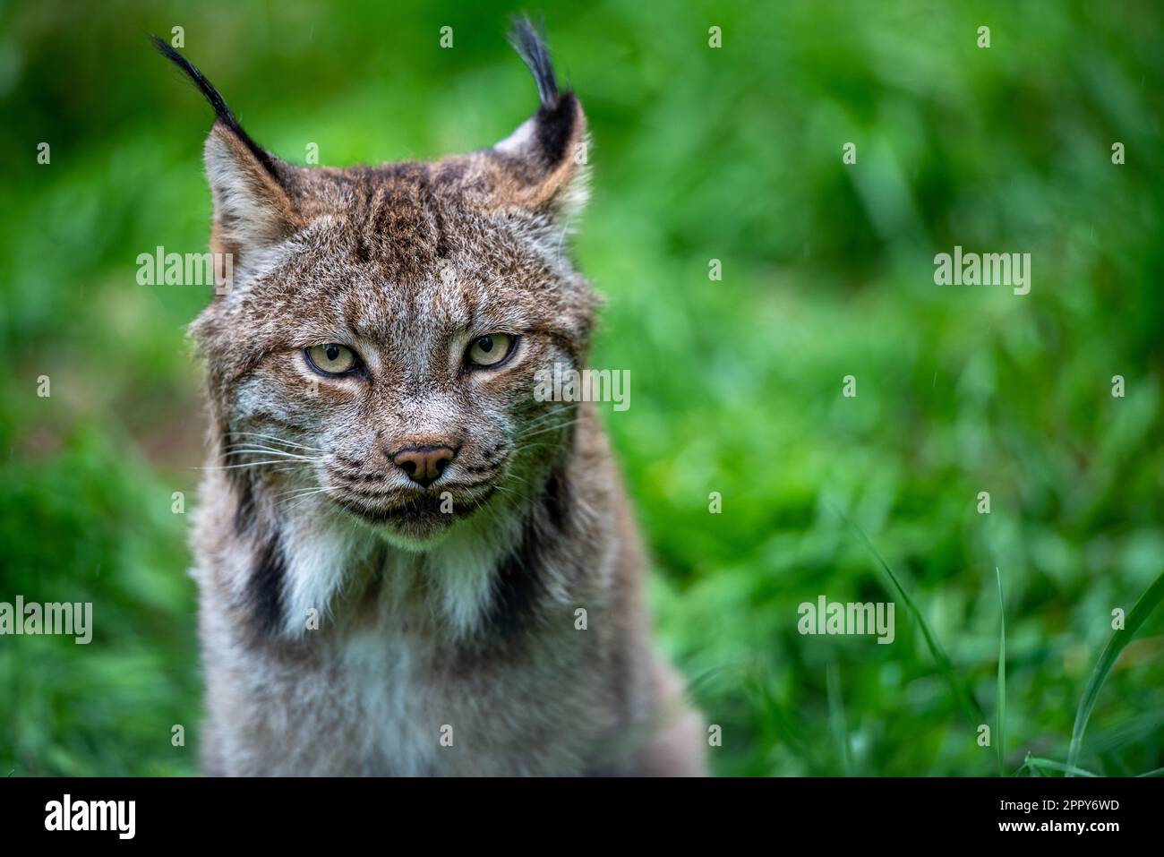 Southeastern alaska hi-res stock photography and images - Alamy