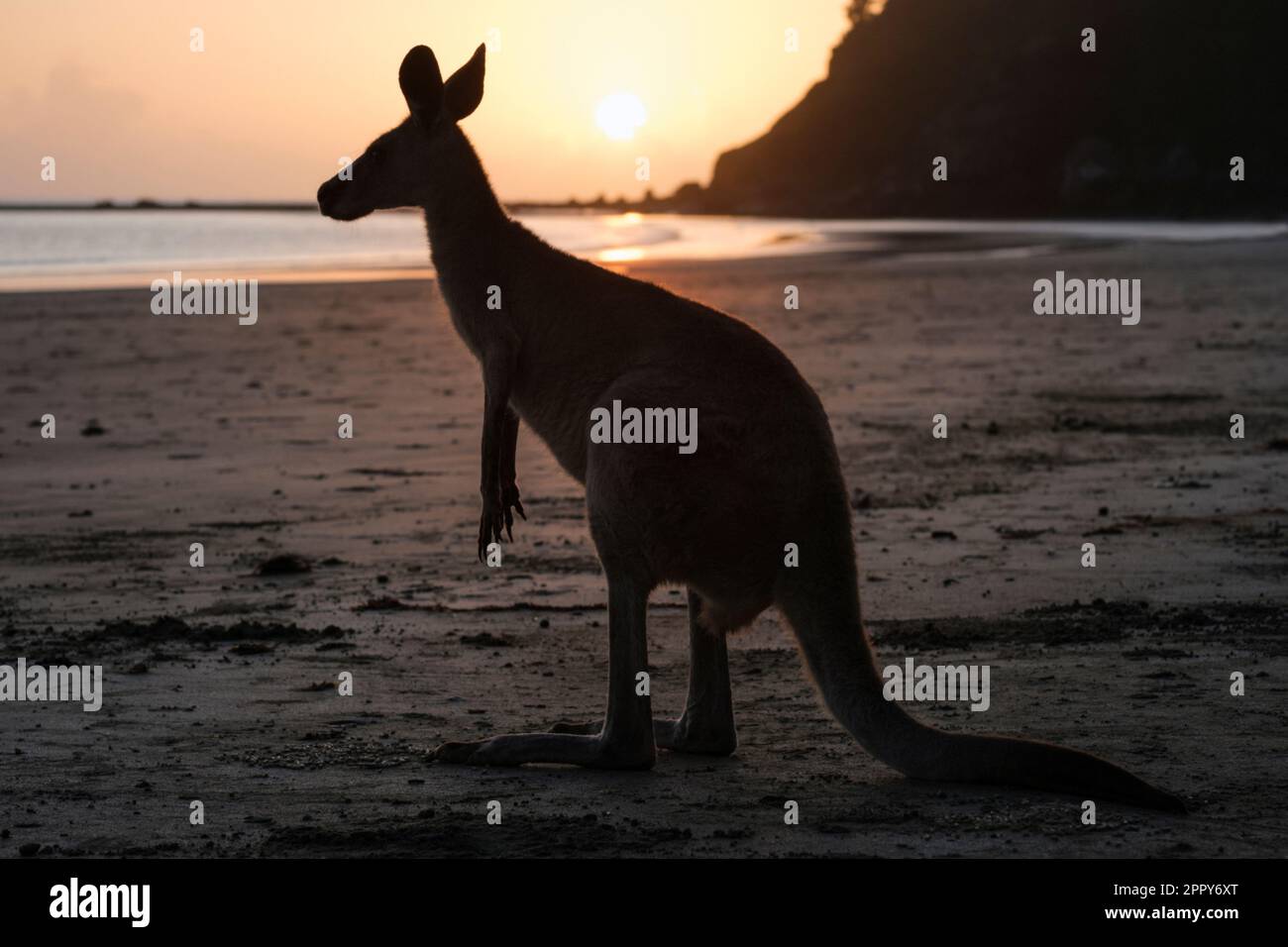Wallaby on Casuarina Beach at sunrise, Cape Hillsborough National Park ...