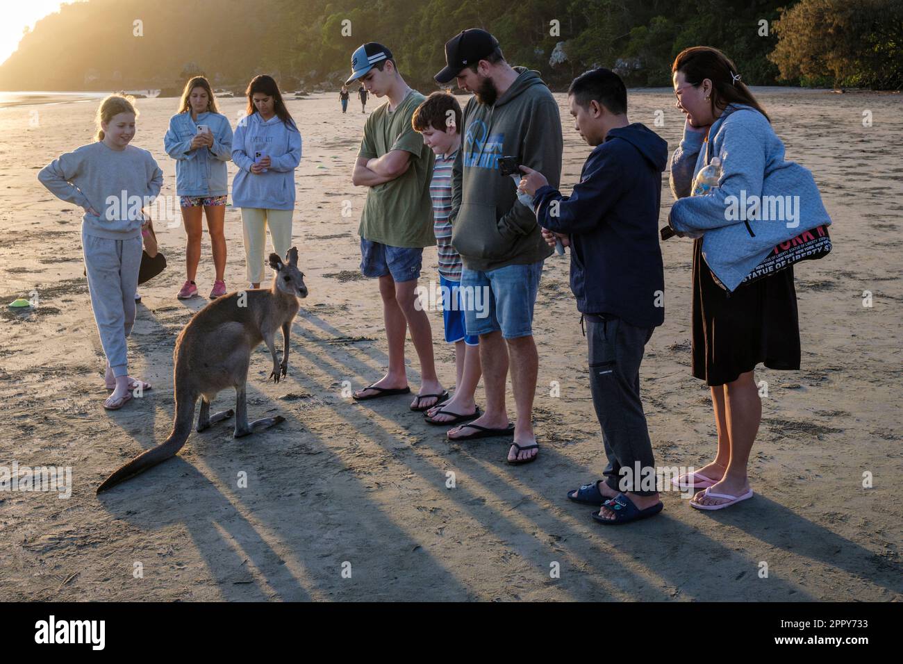 Tourists taking photographs of wallabies feeding at sunrise on ...