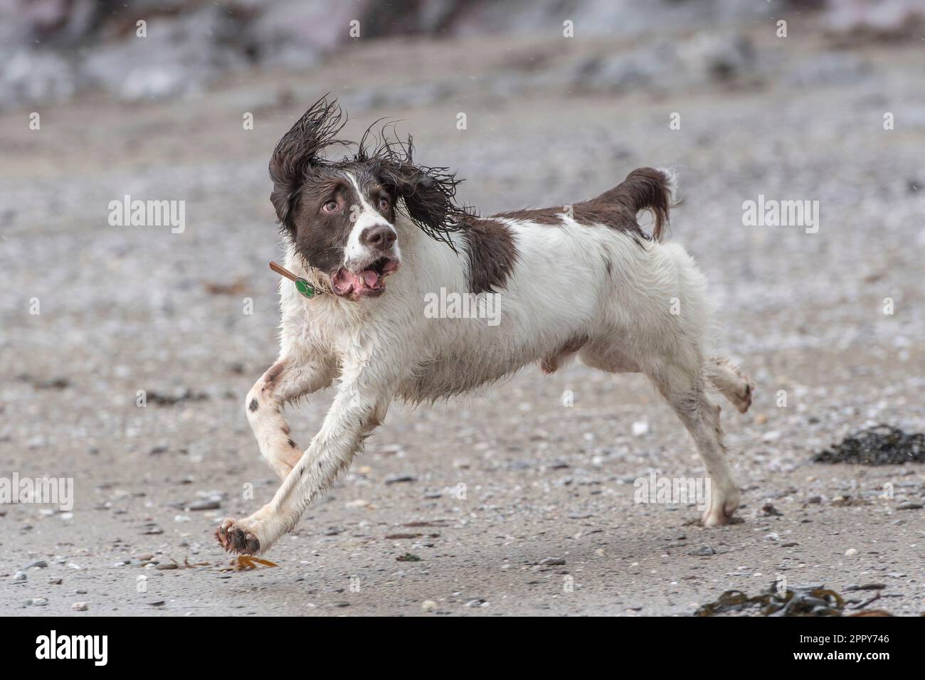 English Springer Spaniel running on beach Stock Photo - Alamy