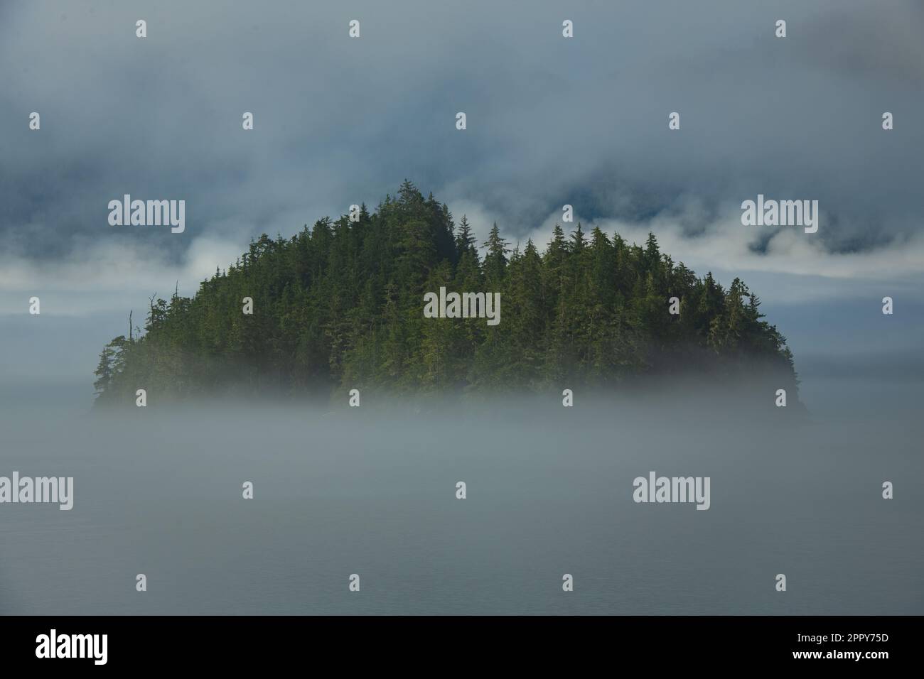 Trees peeking out through thick fog in Misty Fjords National Monument ...