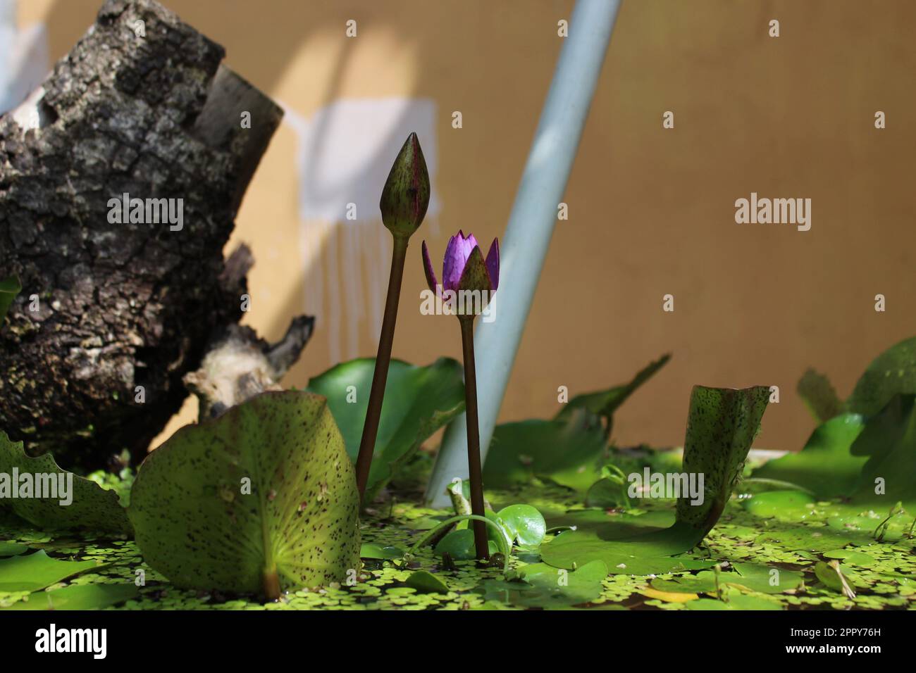 Blue Water Lily Flower | Blue Lotus (Not Edited or Color changed Stock ...