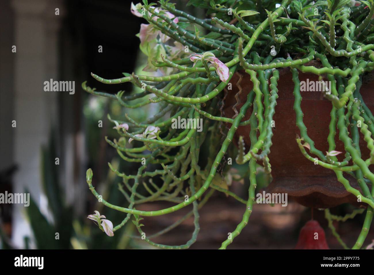 Beautiful Green Color plant Stock Photo - Alamy