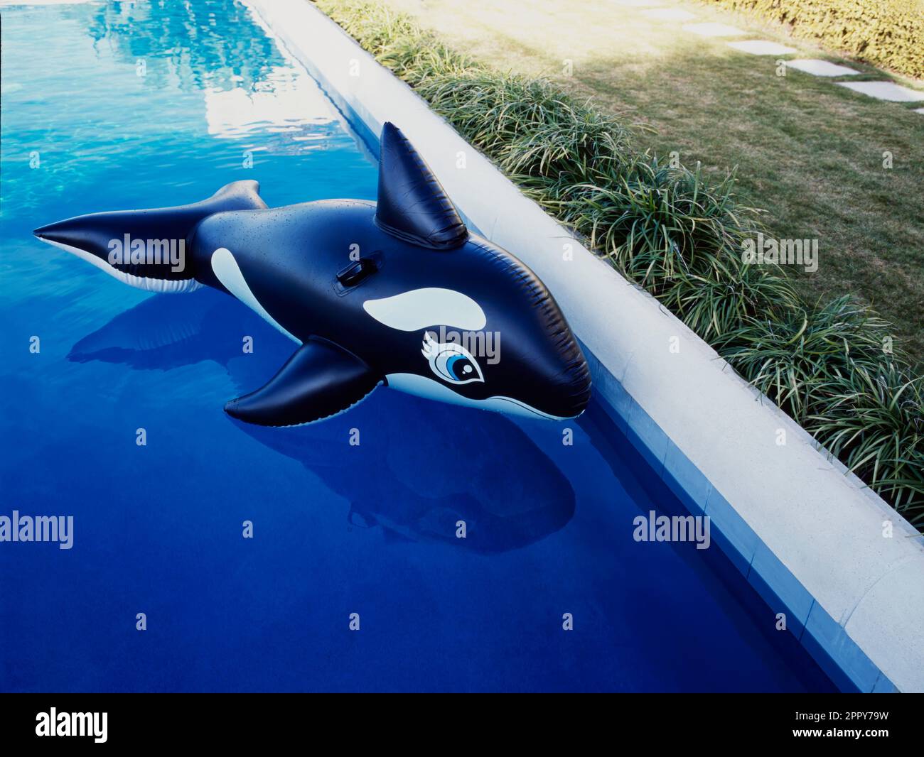 Blow up whale floating in swimming pool Stock Photo - Alamy