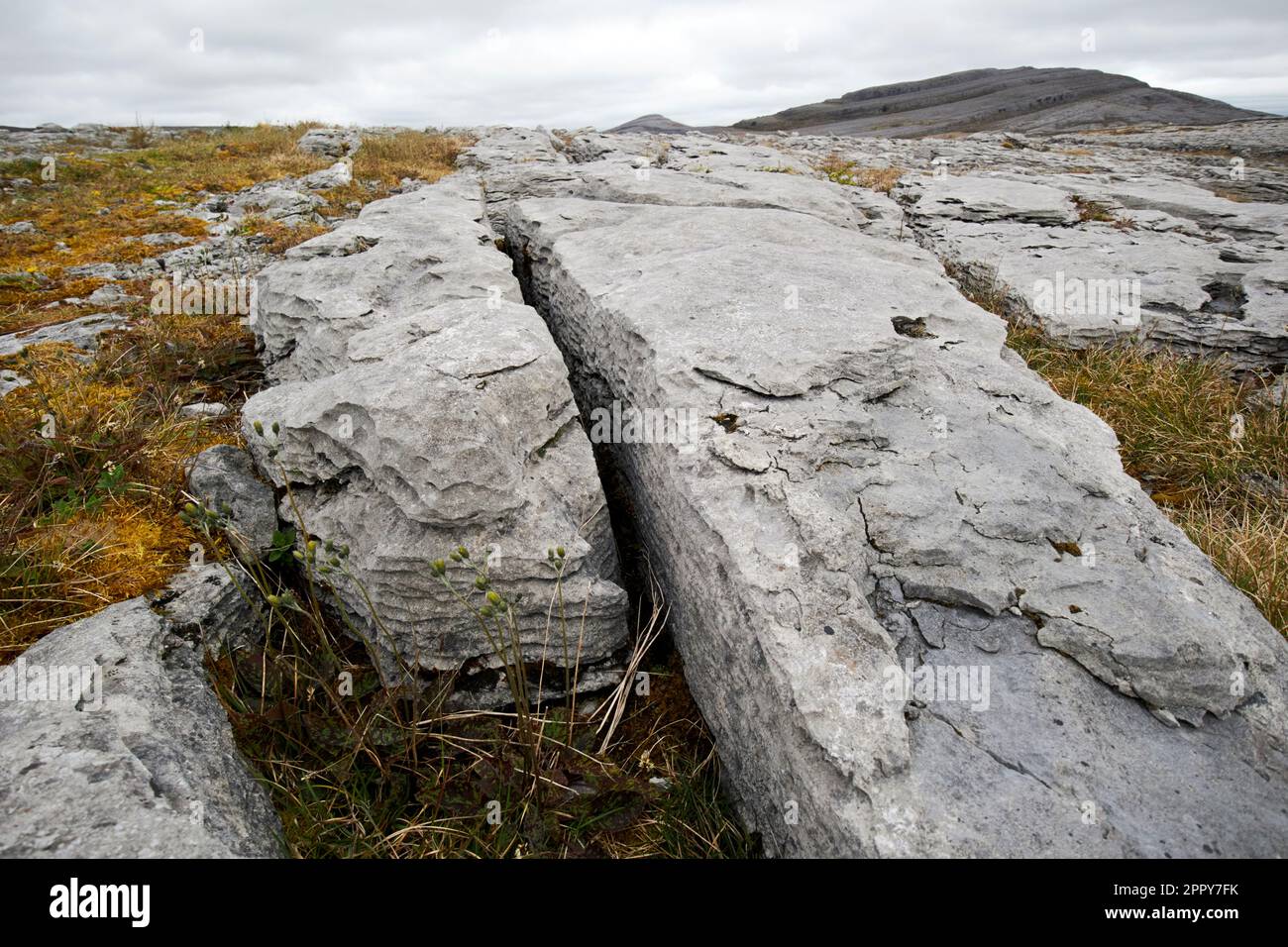grikes (open cracks) and clints (flat rock sections) in the limestone ...