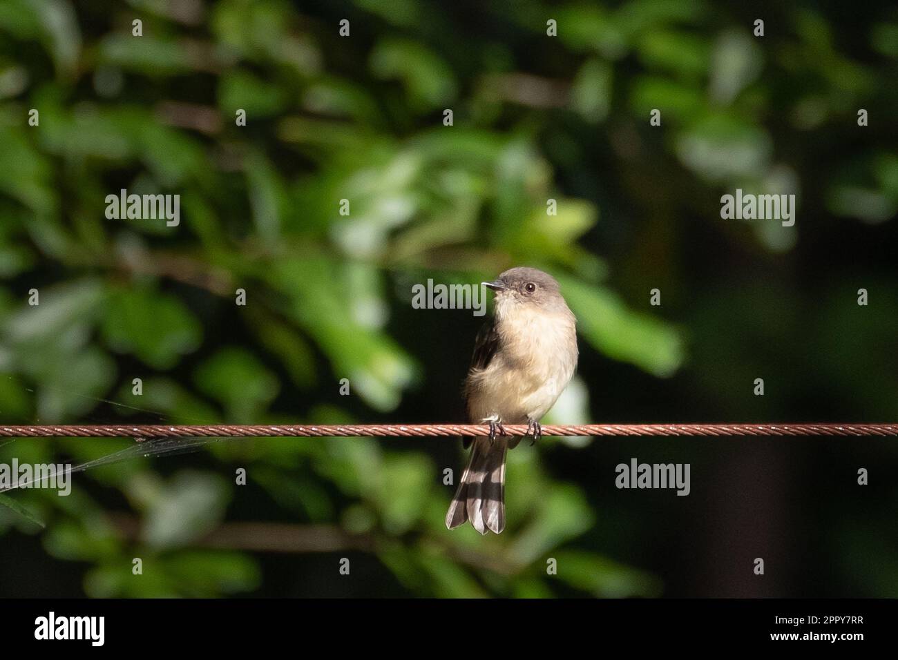 A small eastern phoebe bird perched atop a single wire line on a tree ...