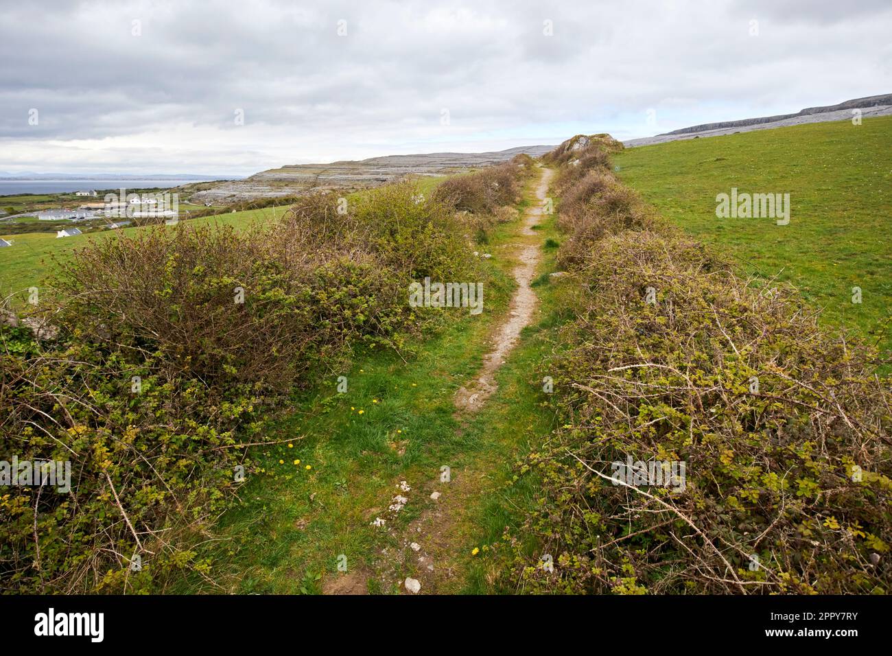 famine relief road or famine road near Fanore in the burren county ...