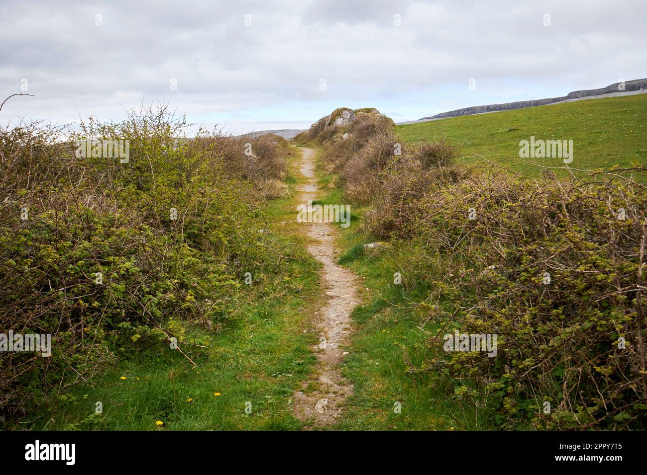 famine relief road or famine road near Fanore in the burren county ...