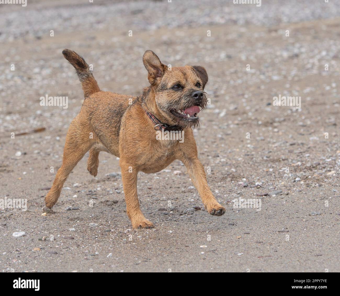 Border terrier profile hi-res stock photography and images - Alamy