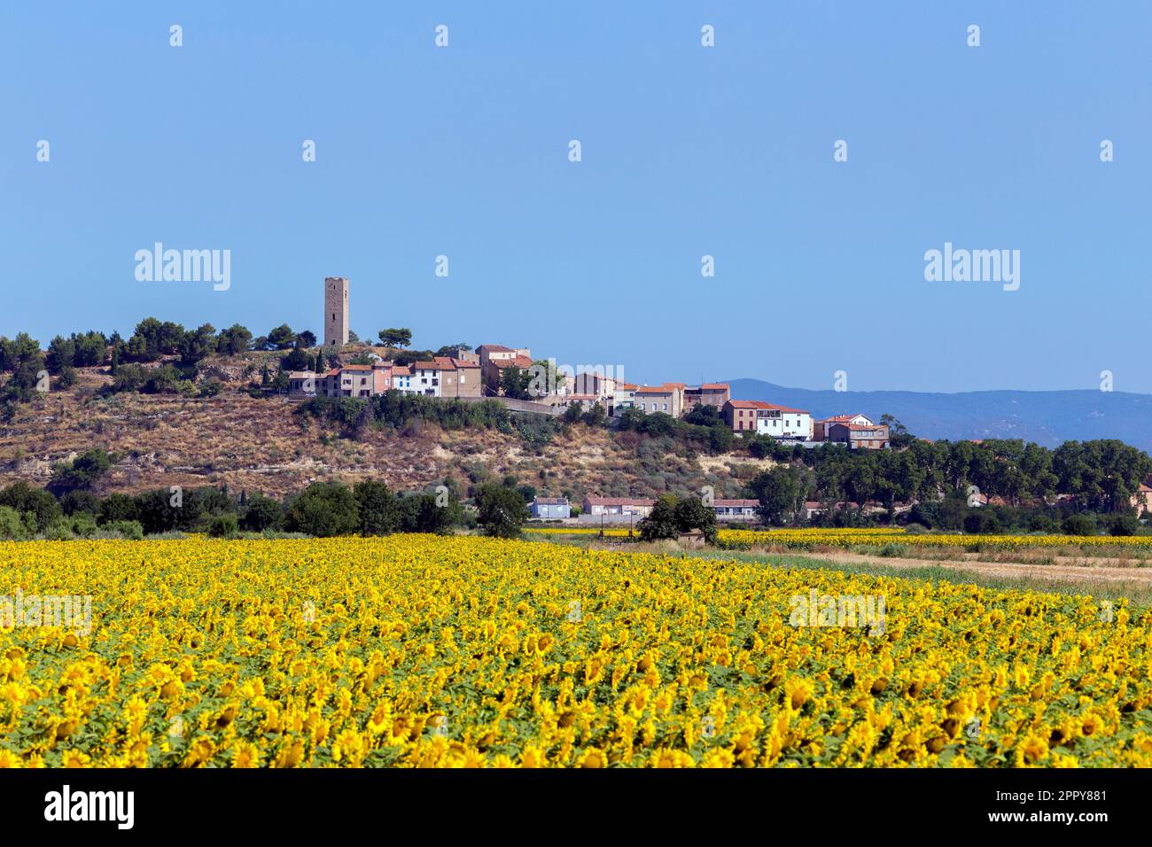 Sunflower field near the hilltop village of Montady. Occitanie, france ...