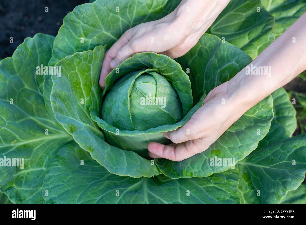 Gardening organic farming female hands hi-res stock photography and ...