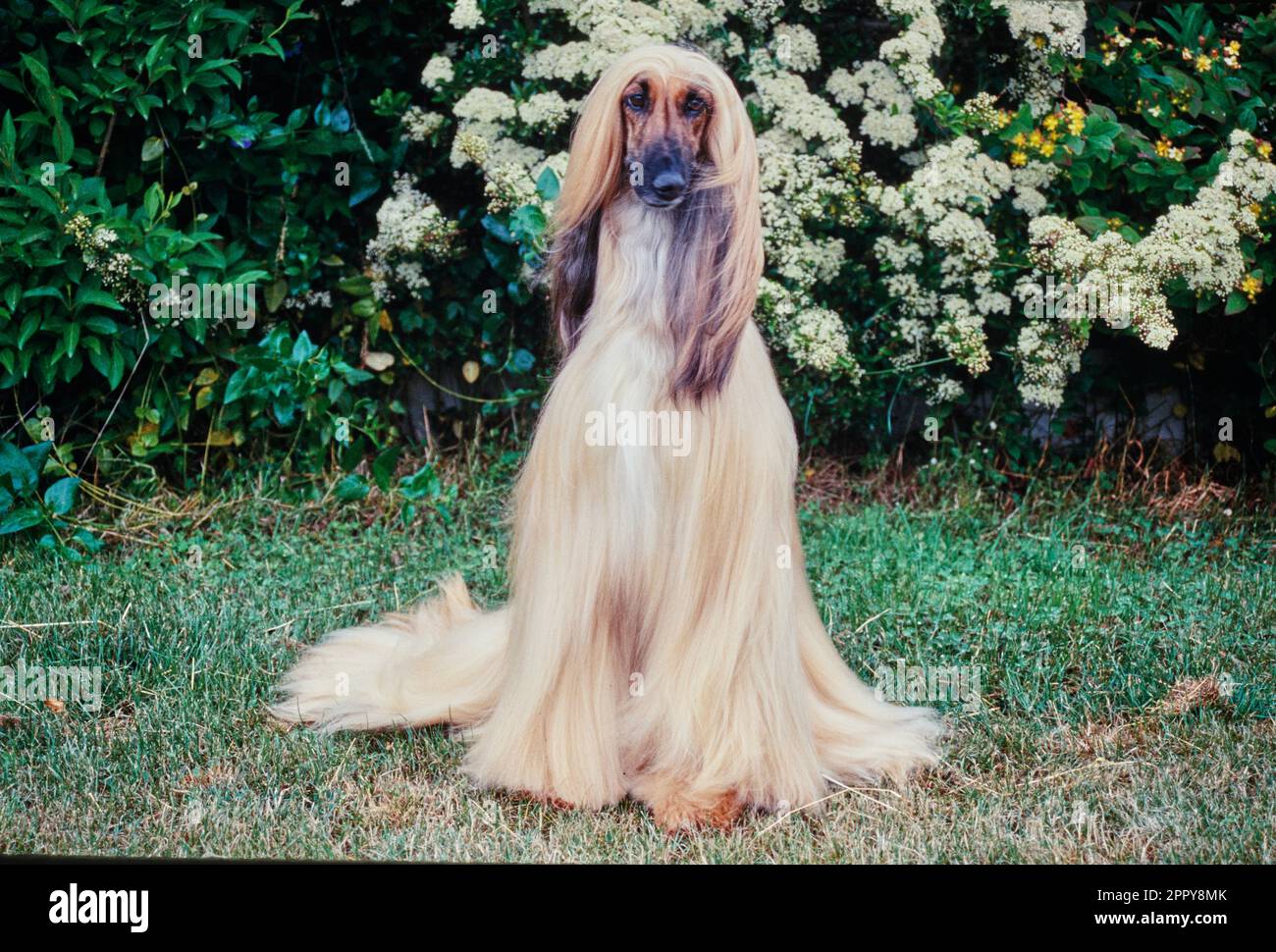 Afghan sitting in a grass field Stock Photo - Alamy