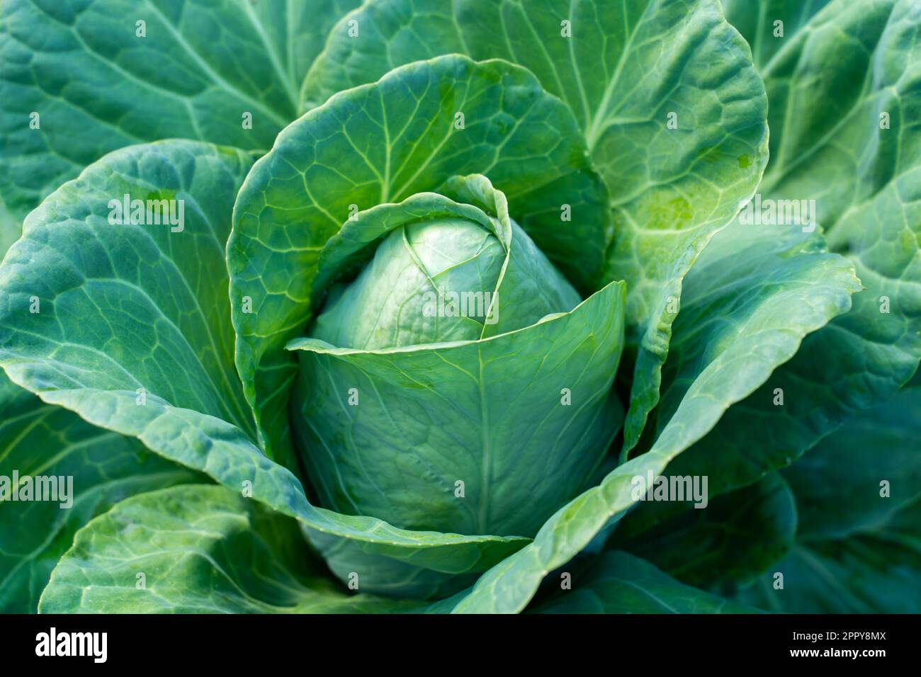 Ripe head white cabbage hi-res stock photography and images - Alamy