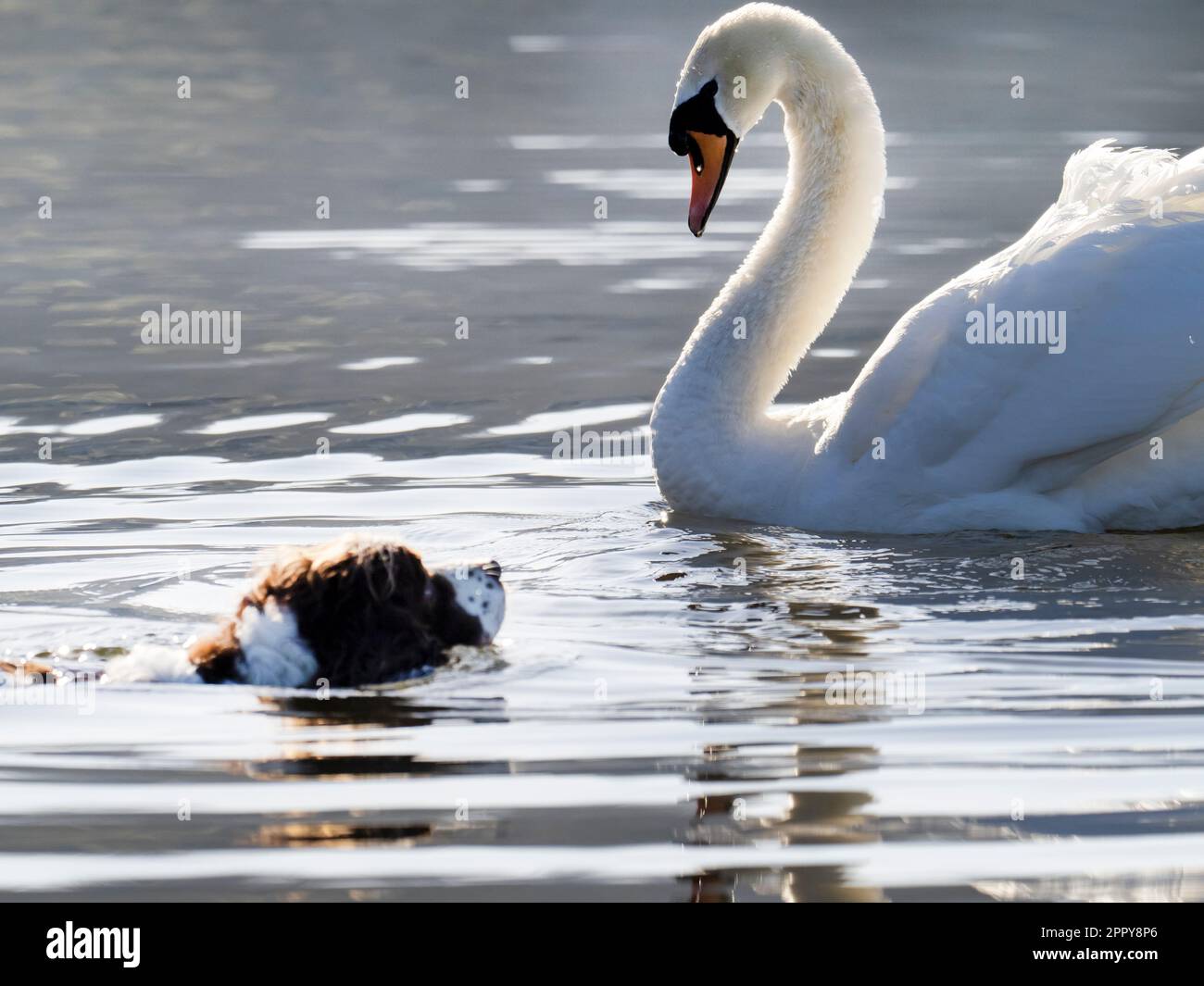 A spaniel chasing a Mute Swan on Lake Windermere in Ambleside, Lake ...