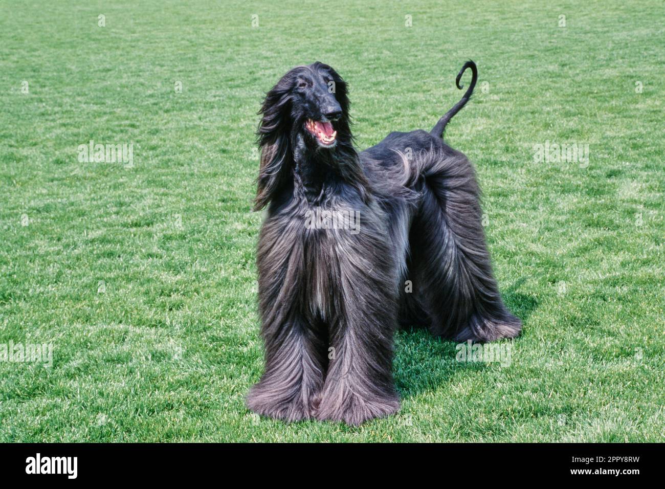Black Afghan standing in a field with mouth open looking away Stock Photo - Alamy