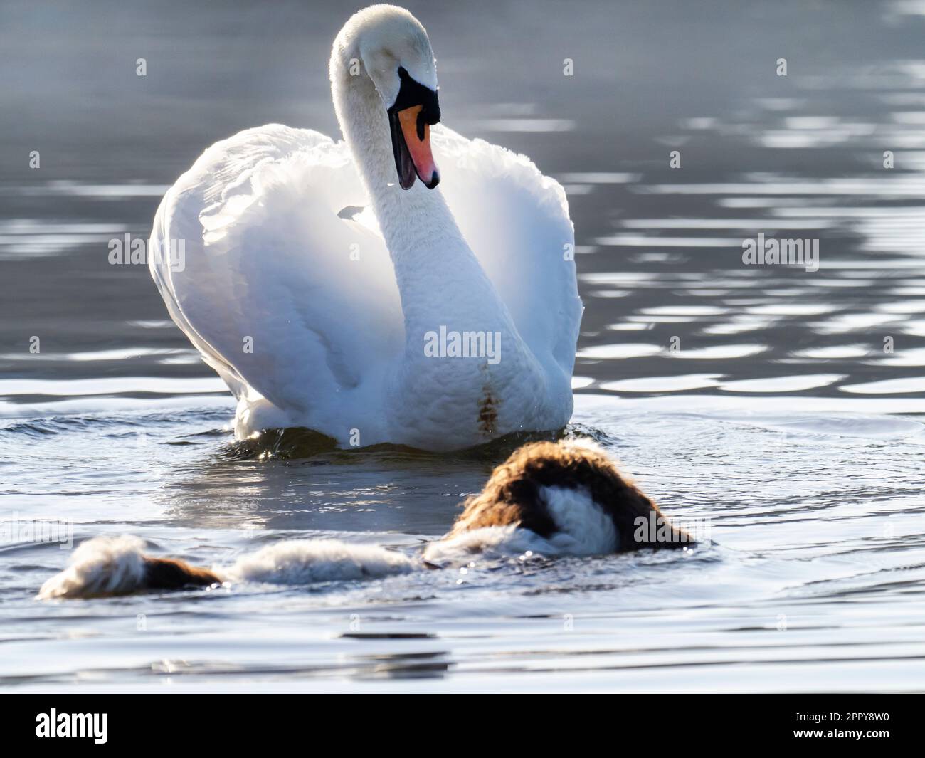 A spaniel chasing a Mute Swan on Lake Windermere in Ambleside, Lake ...