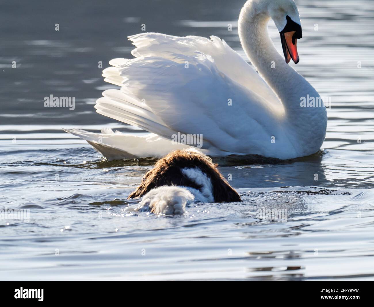 A spaniel chasing a Mute Swan on Lake Windermere in Ambleside, Lake ...