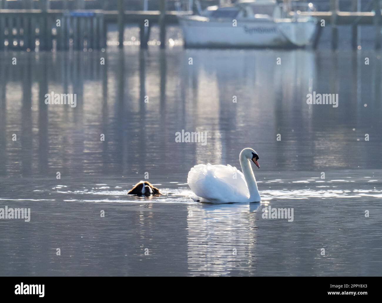 A spaniel chasing a Mute Swan on Lake Windermere in Ambleside, Lake ...