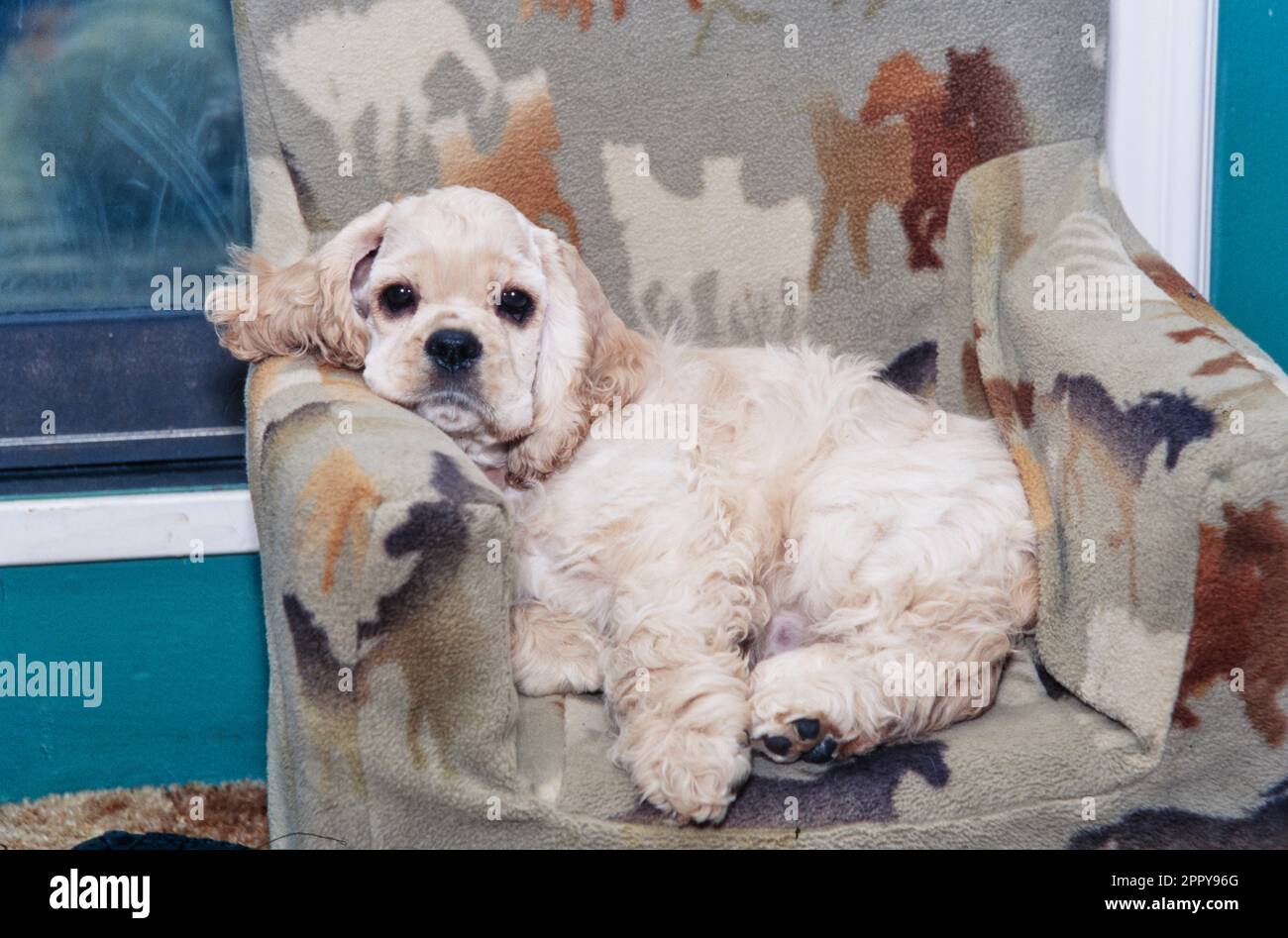 American Cocker Spaniel sitting in small chair with horse shapes ...
