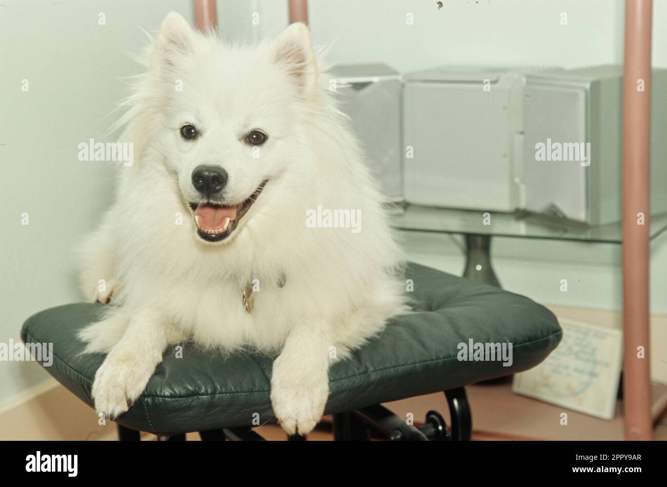 American Eskimo sitting on footrest in front of shelf in office with ...