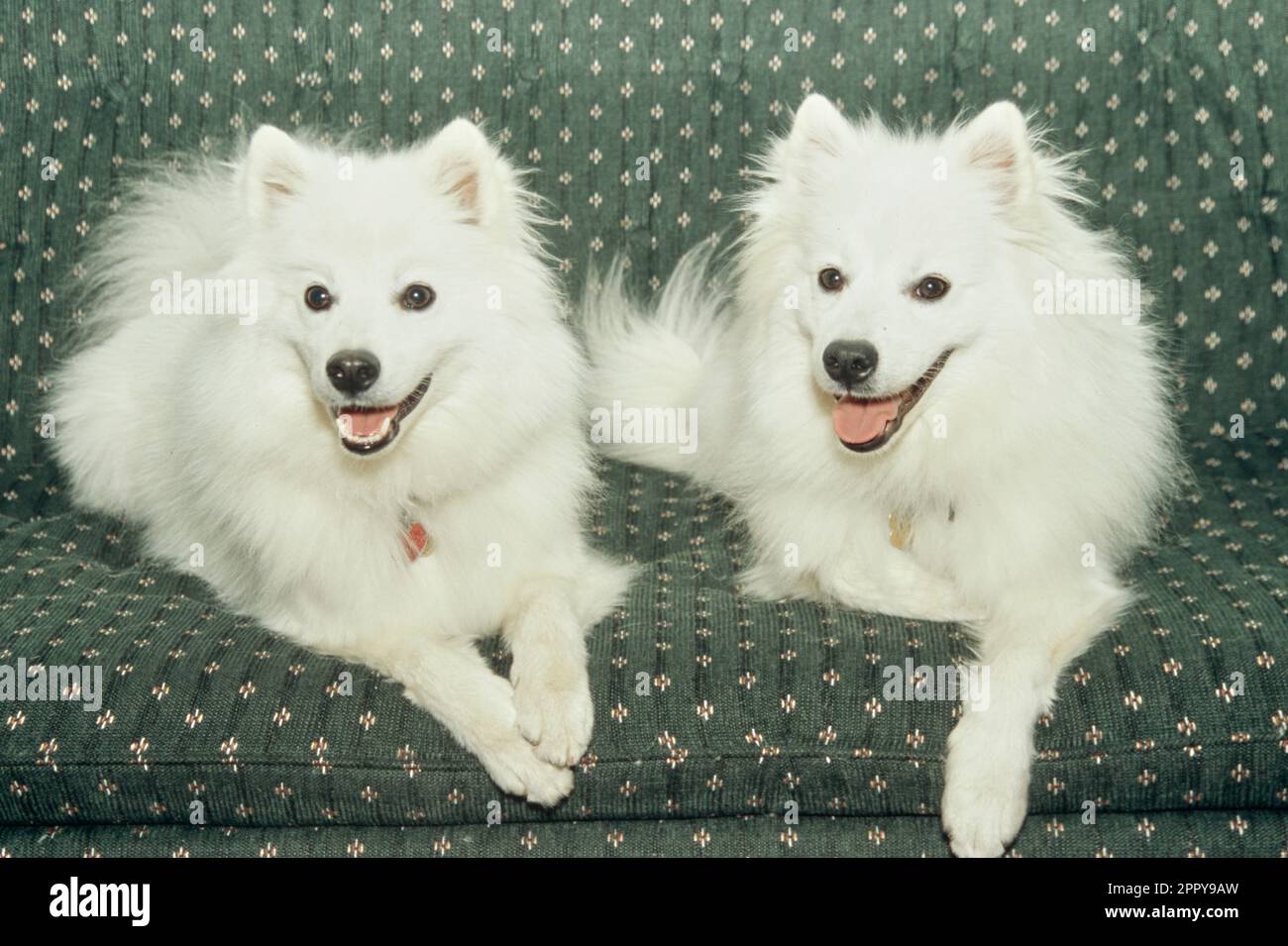 Black American Eskimo Puppies