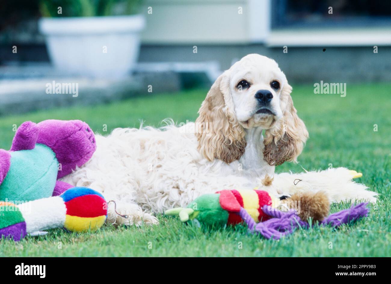 American Cocker Spaniel laying down in backyard outside with chew toys ...