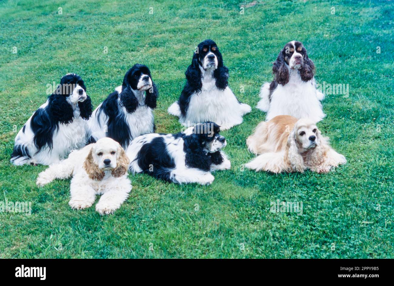 The spaniels group hi-res stock photography and images - Alamy