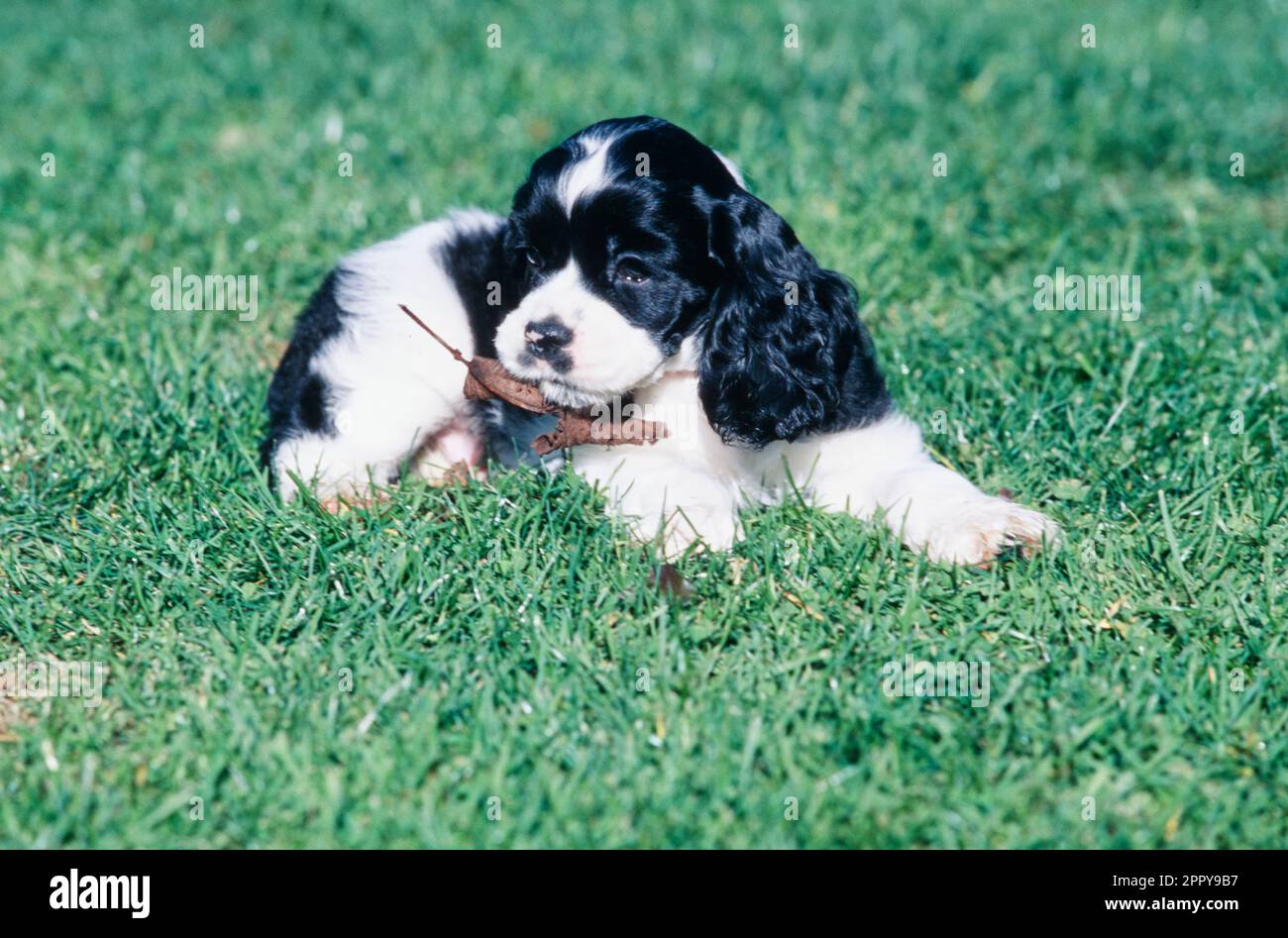 Small American Cocker Spaniel puppy laying outside in grass with leaf ...