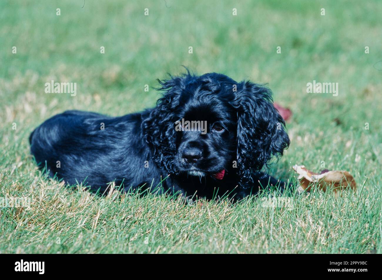 American Cocker Spaniel puppy outside laying in yard with pig's ear ...