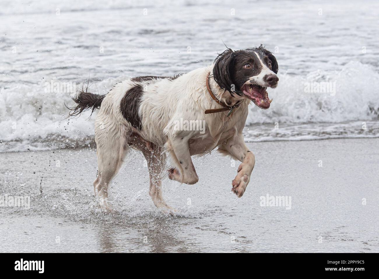 English Springer Spaniel running in the sea Stock Photo - Alamy