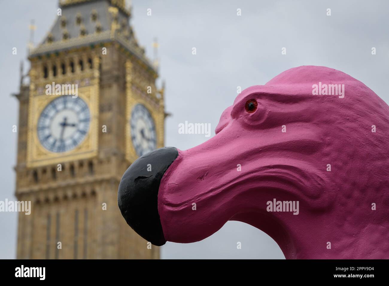 A giant pink dodo - the extinct flightless bird - appears outside ...