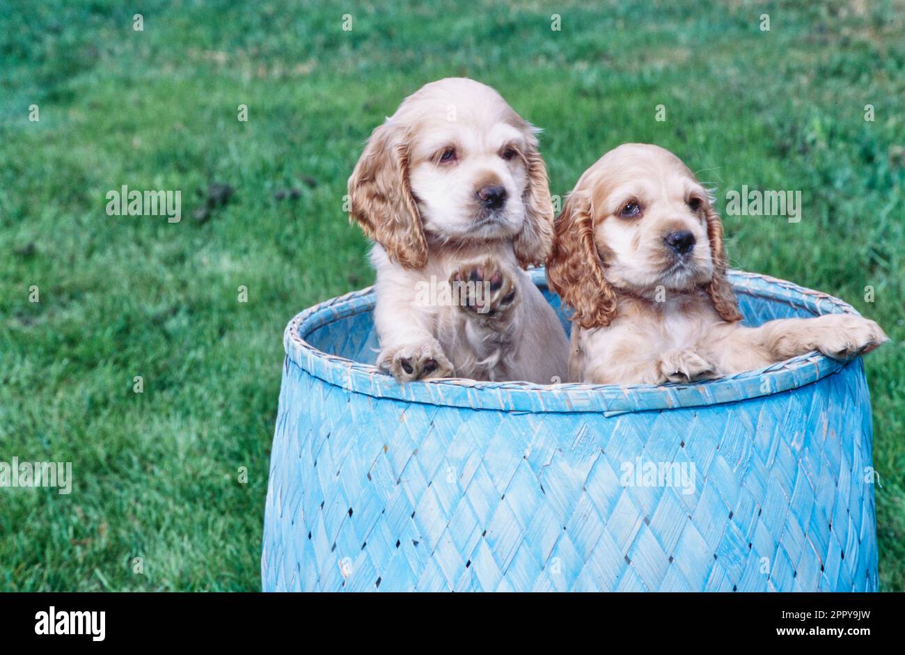 Two American Cocker Spaniel puppies sitting together in blue woven ...