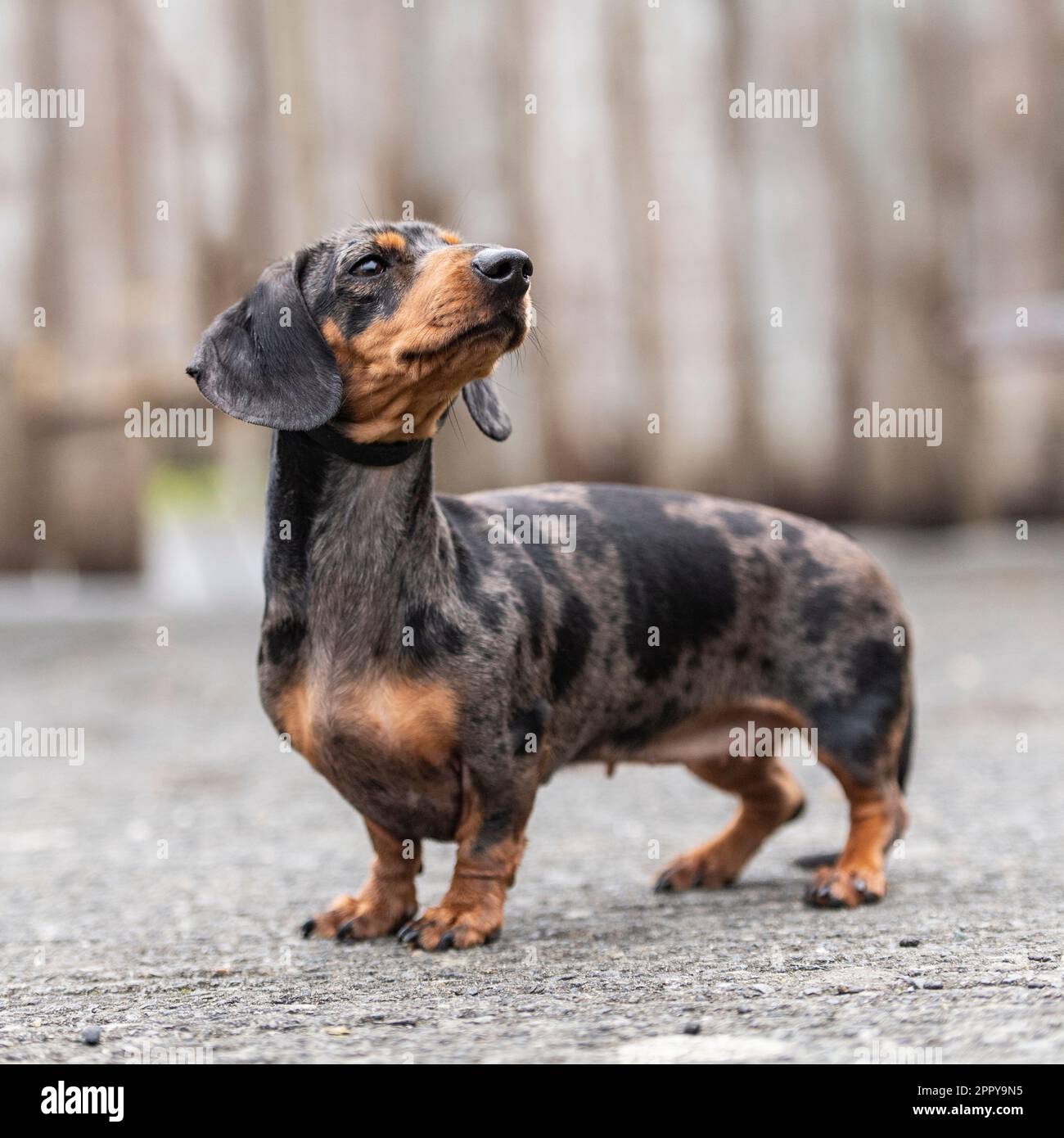 Dachshund male standing hi-res stock photography and images - Alamy