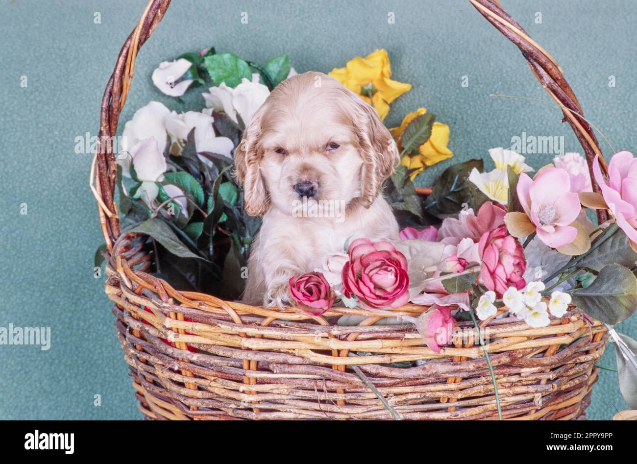Cute American Cocker Spaniel sitting in basket with flowers in front of ...