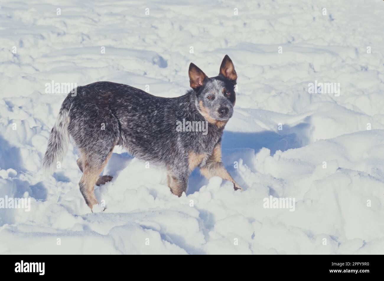 Walking australian cattle dog hi-res stock photography and images - Alamy