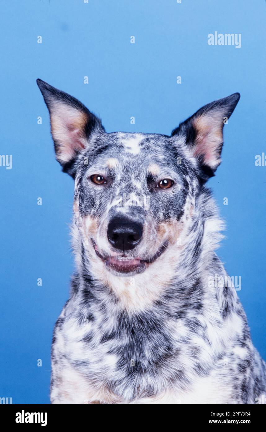 Australian Cattle Dog face in front of solid blue backdrop Stock Photo ...