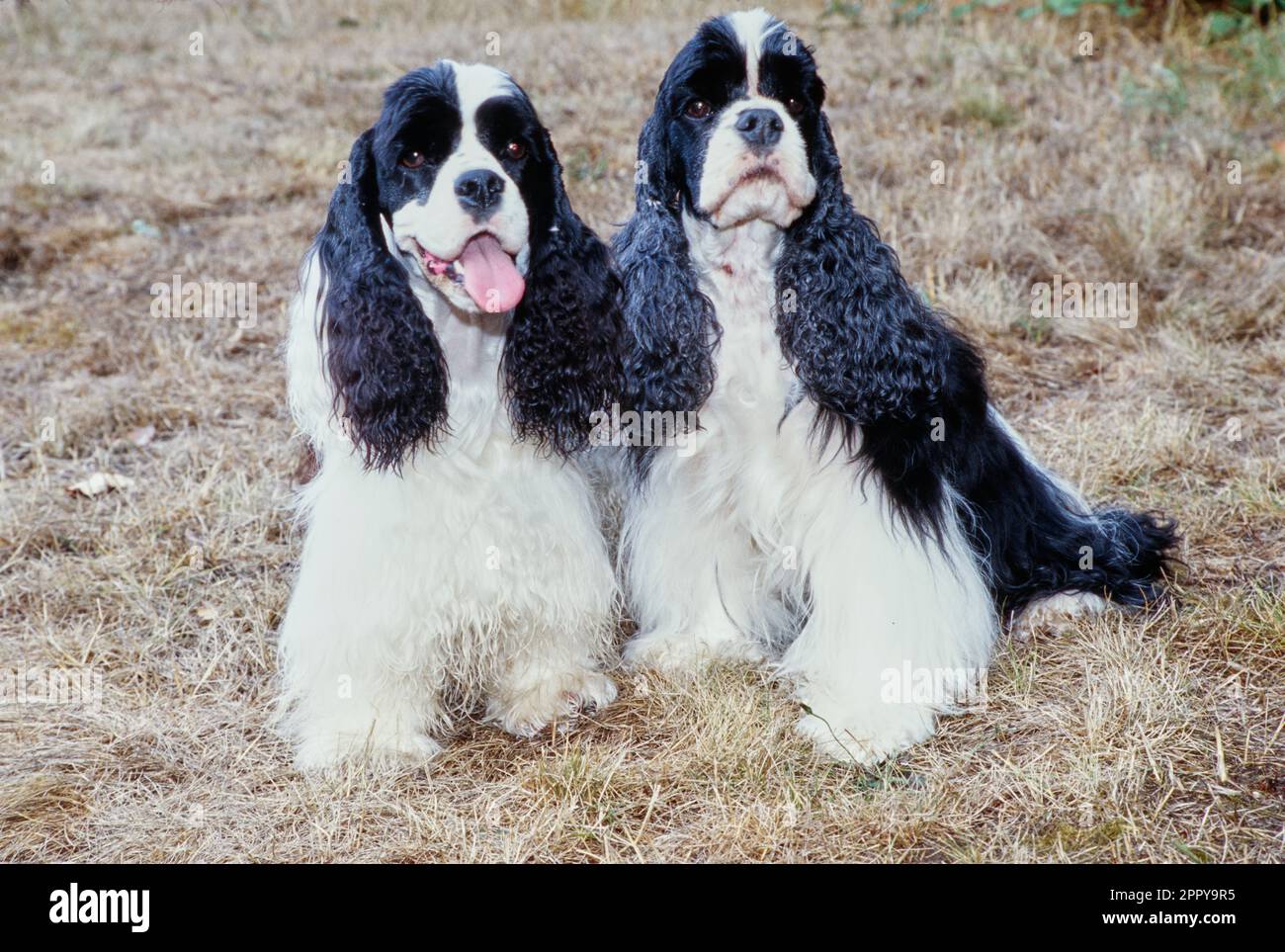 Two American Cocker Spaniels sitting side by side outside in brown ...