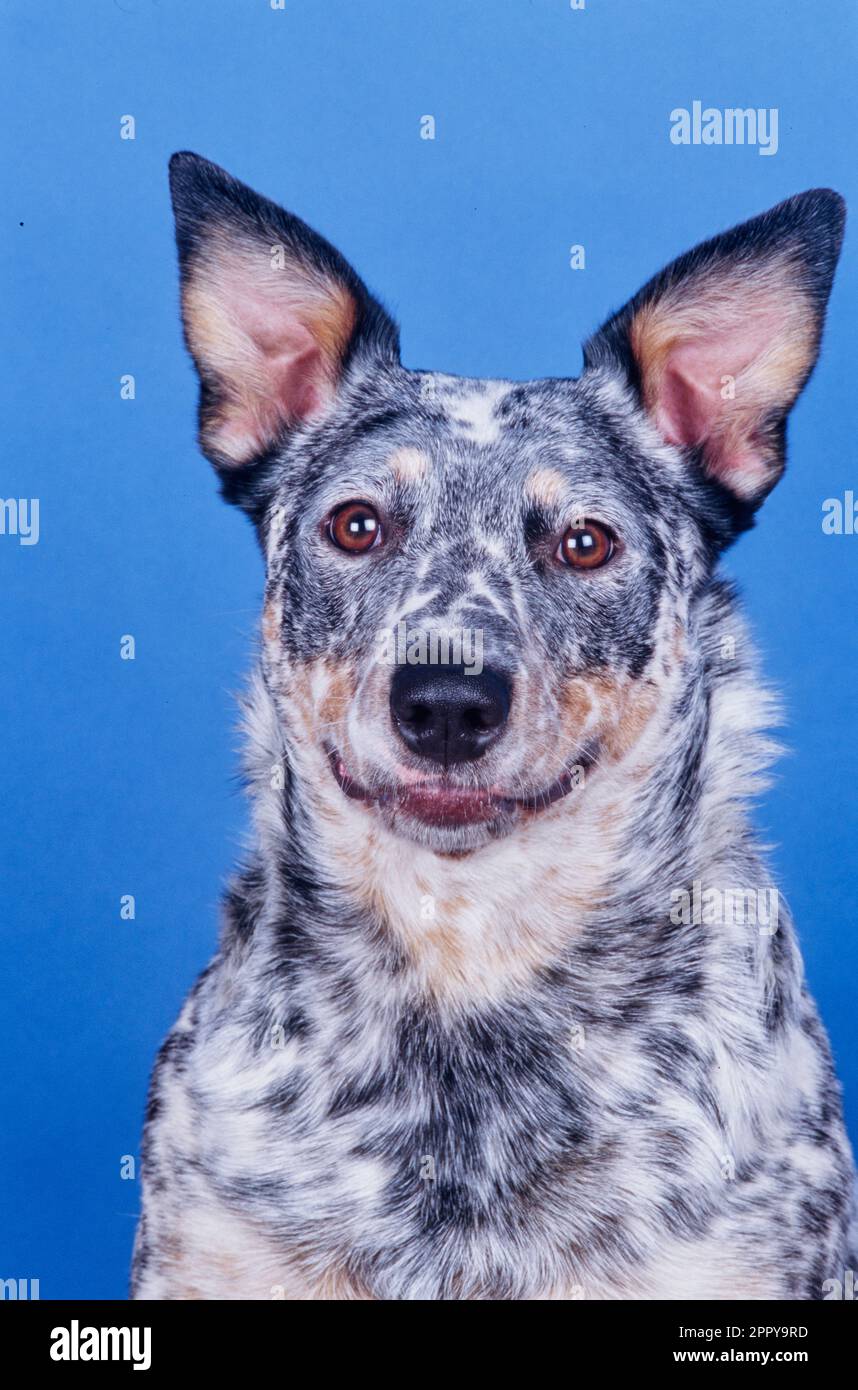 Australian Cattle Dog face with perked up ears in front of solid blue ...
