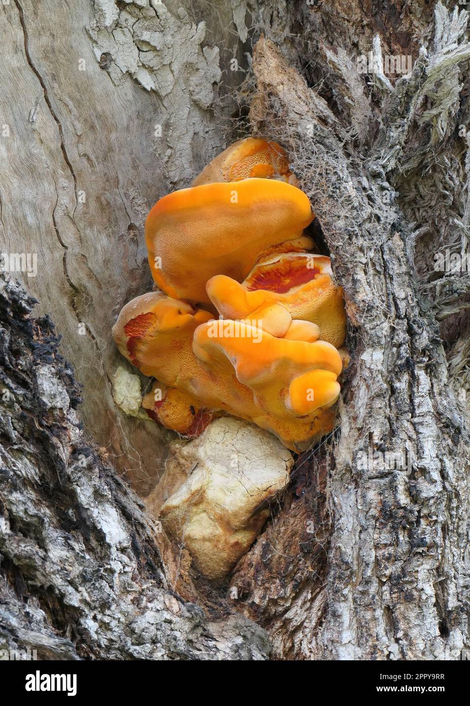 Mushroom tree fungus growing hi-res stock photography and images - Alamy