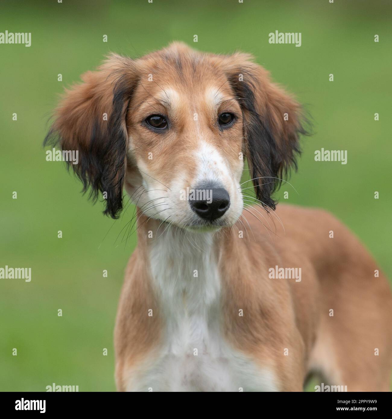 Puppy plain background hi-res stock photography and images - Alamy