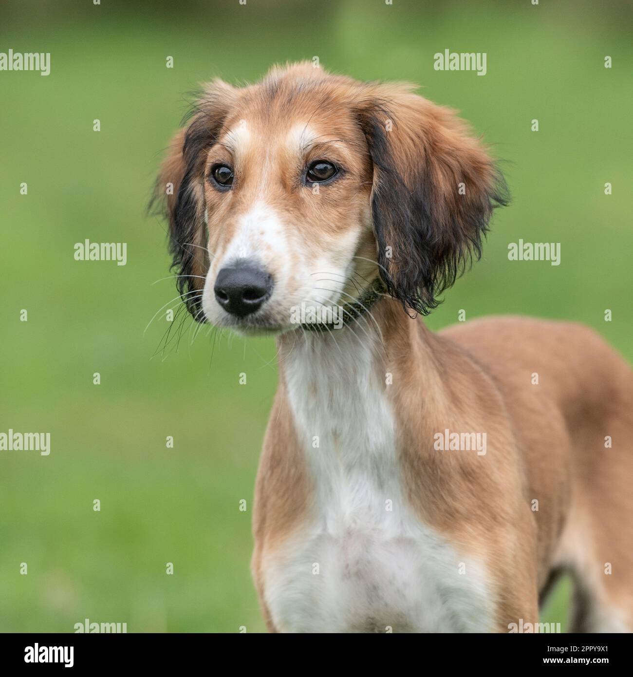 Puppy plain background hi-res stock photography and images - Alamy