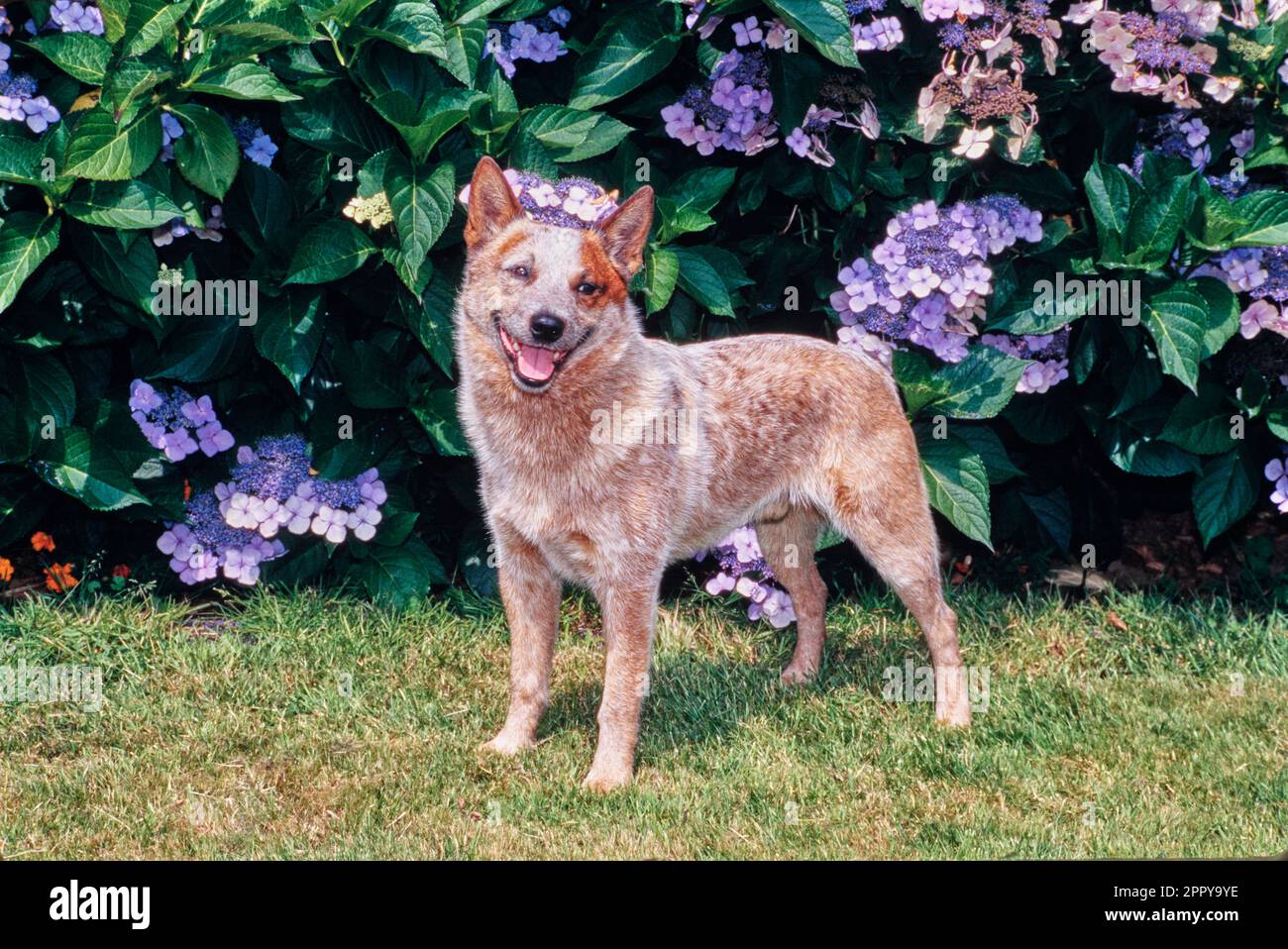 Australian cattle dog flowers hi-res stock photography and images - Alamy
