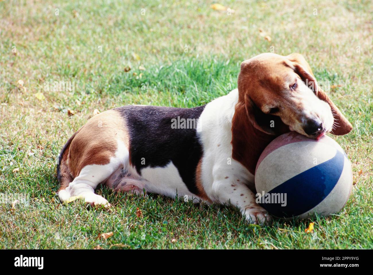Basset Hound laying outside in grass licking ball Stock Photo - Alamy